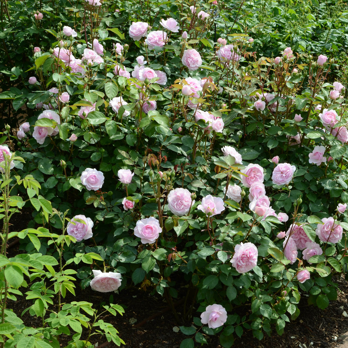 Planting Your Rose Garden: Uncover the Joy of David Austin Roses ...