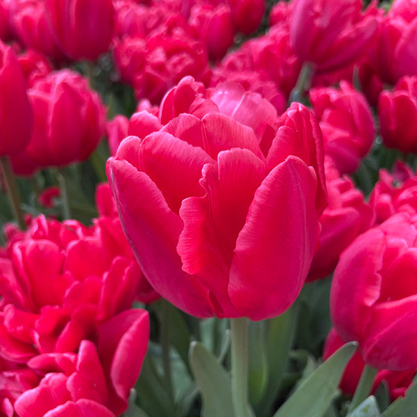Buy Double Tulip Bulbs in Canada – Coast Farms