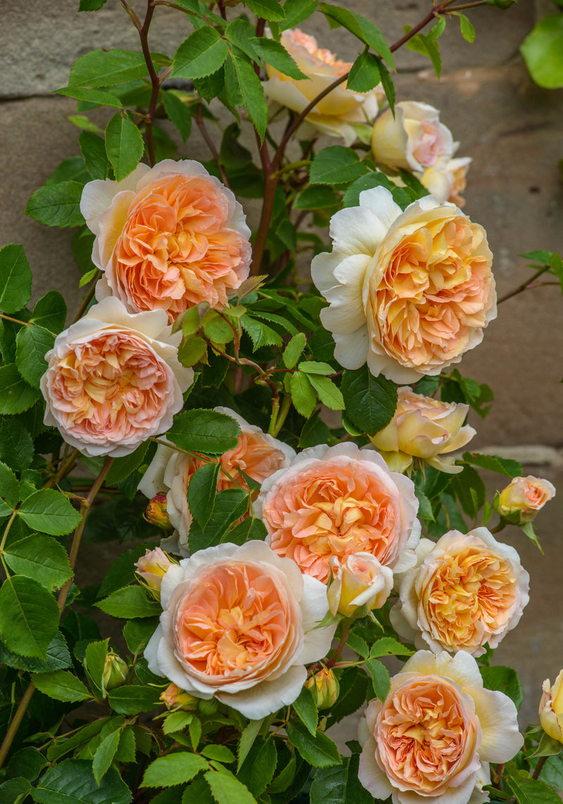 Quality Canadian Garden Plants | Coast Farms Roses, Bulbs & Perennials