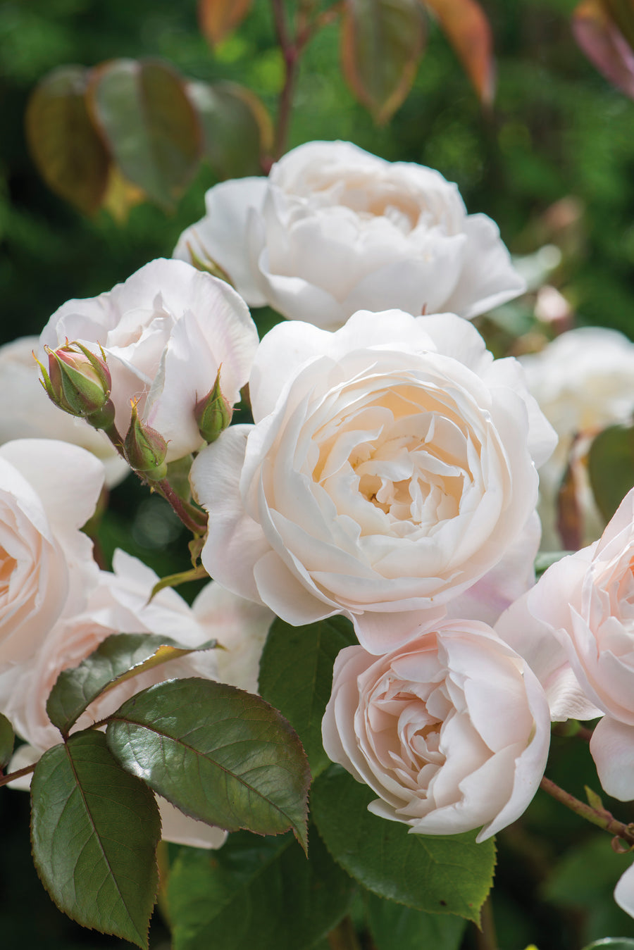 English Roses by David Austin | Premium Bare Root Roses Canada – Coast ...