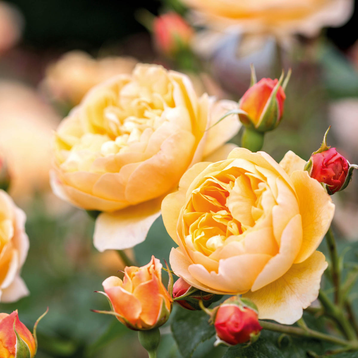 David Austin Rose - Roald Dahl – Coast Farms