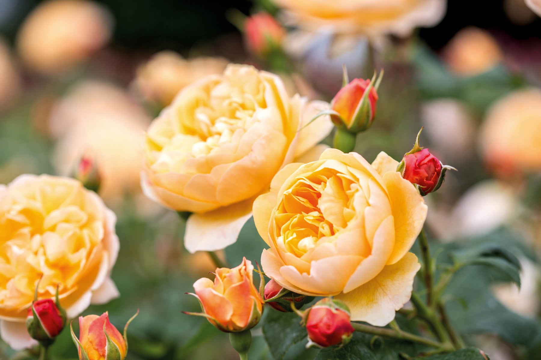English Roses by David Austin | Premium Bare Root Roses Canada – Coast ...