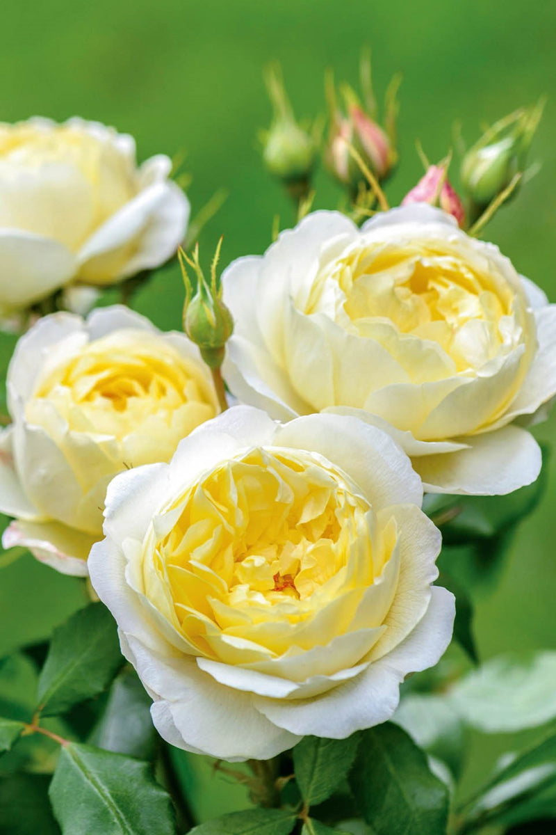 Vanessa Bell Rose | David Austin English Shrub Rose – Coast Farms