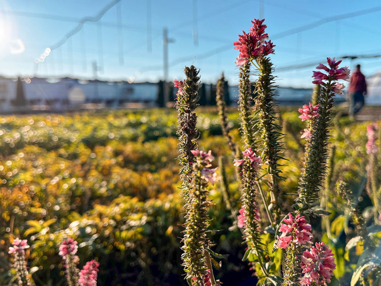 About Us – Coast Farms