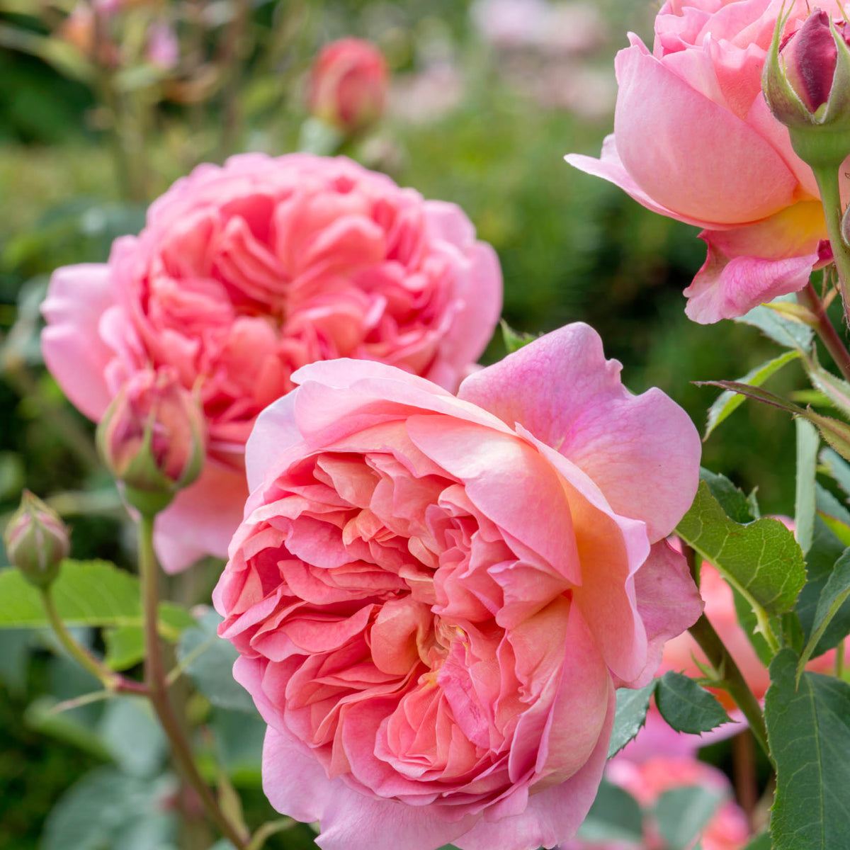 Boscobel David Austin Rose | Bare Root English Shrub Rose – Coast Farms