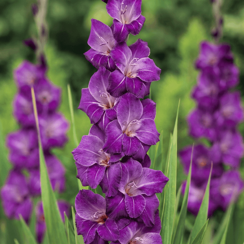 How to Plant and Grow Gladiolus: A Complete Guide – Coast Farms