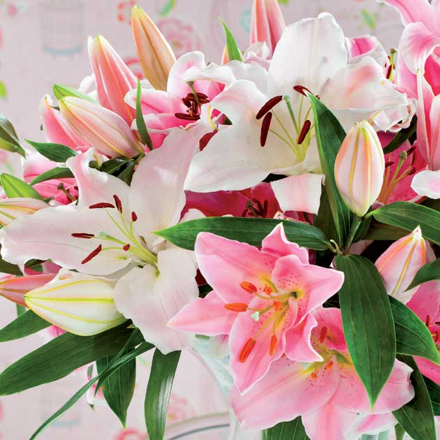 Lilium Oriental Mix | Large Fragrant Summer Lilies – Coast Farms