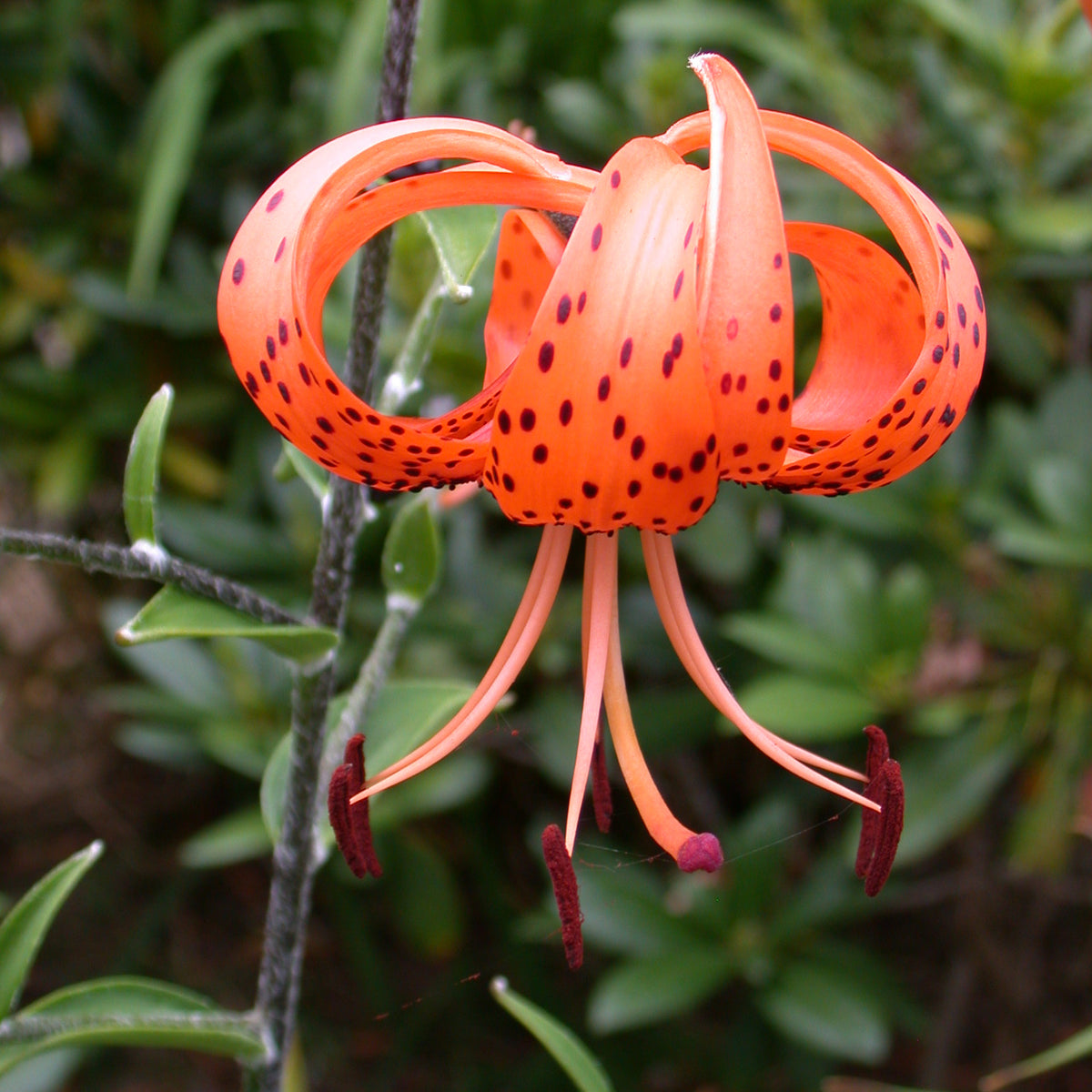 Lily Tigrinum Splendens – Coast Farms
