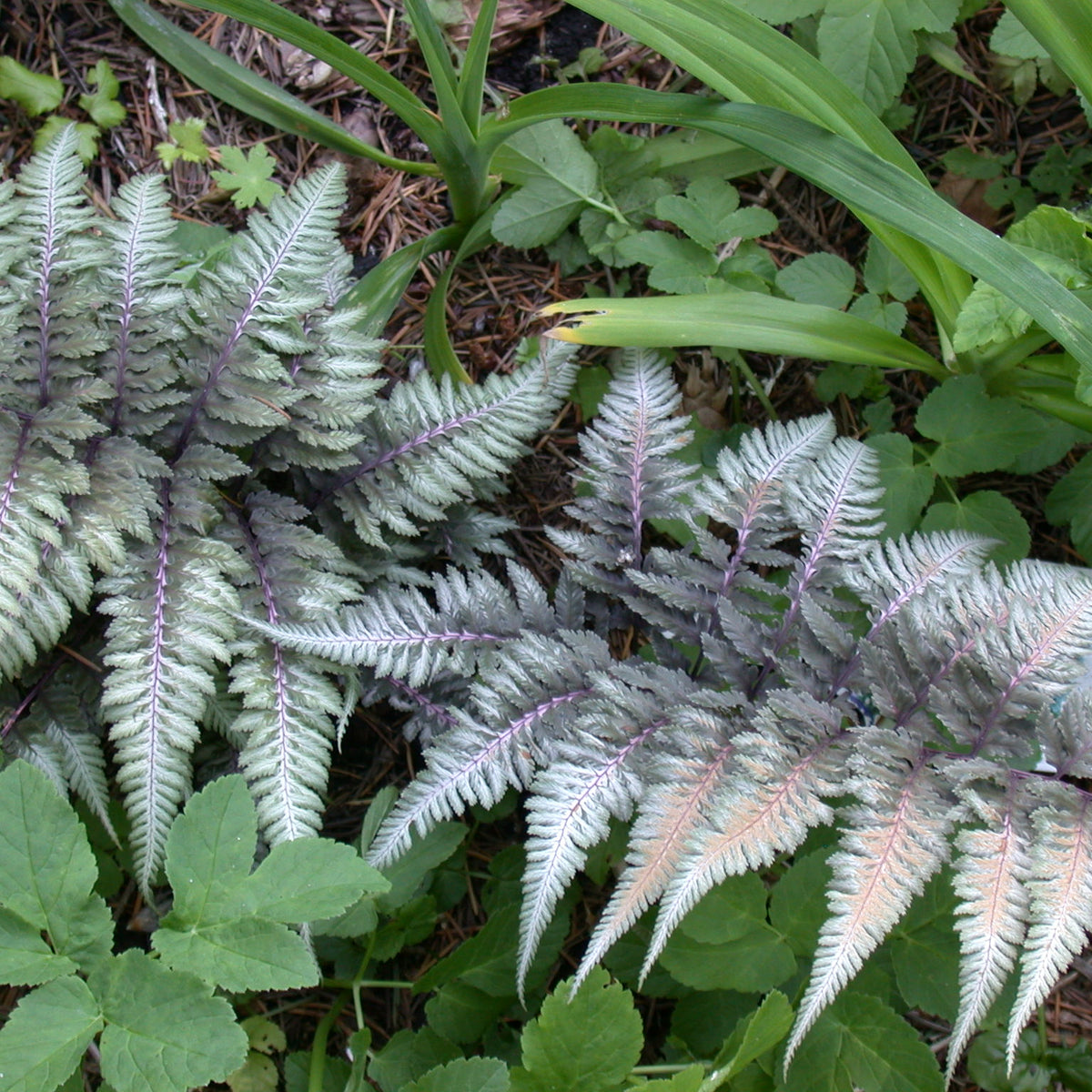 Athyrium Metallicum – Coast Farms