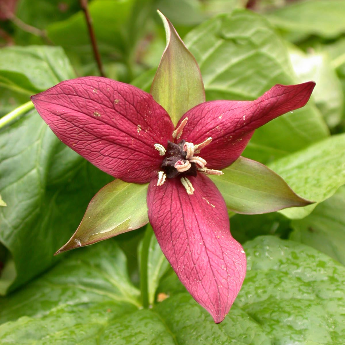 Trillium erectum – Coast Farms