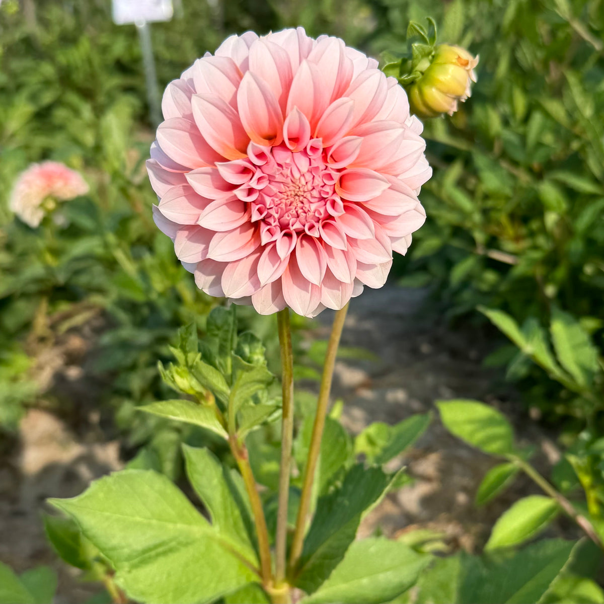 Dahlia Peaches – Coast Farms