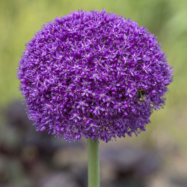 How to Plant Allium Bulbs – Coast Farms