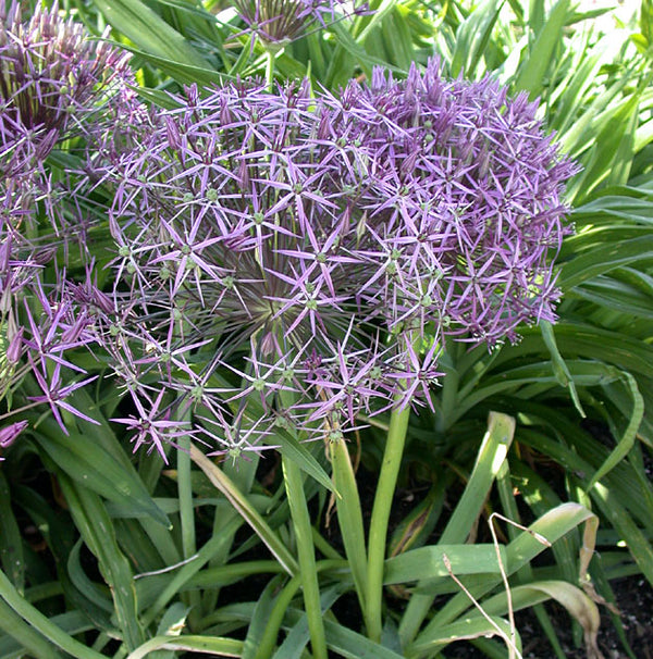 How to Plant Allium Bulbs – Coast Farms