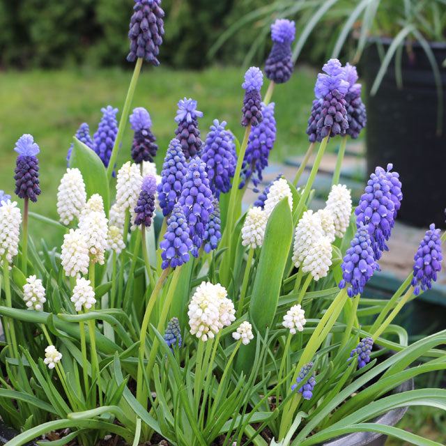 Mixed Muscari - Ocean Drift – Coast Farms