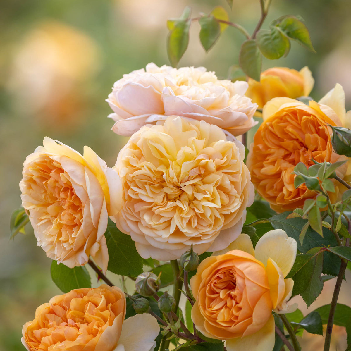 Bring Me Sunshine Rose Canada | David Austin English Shrub Rose – Coast ...