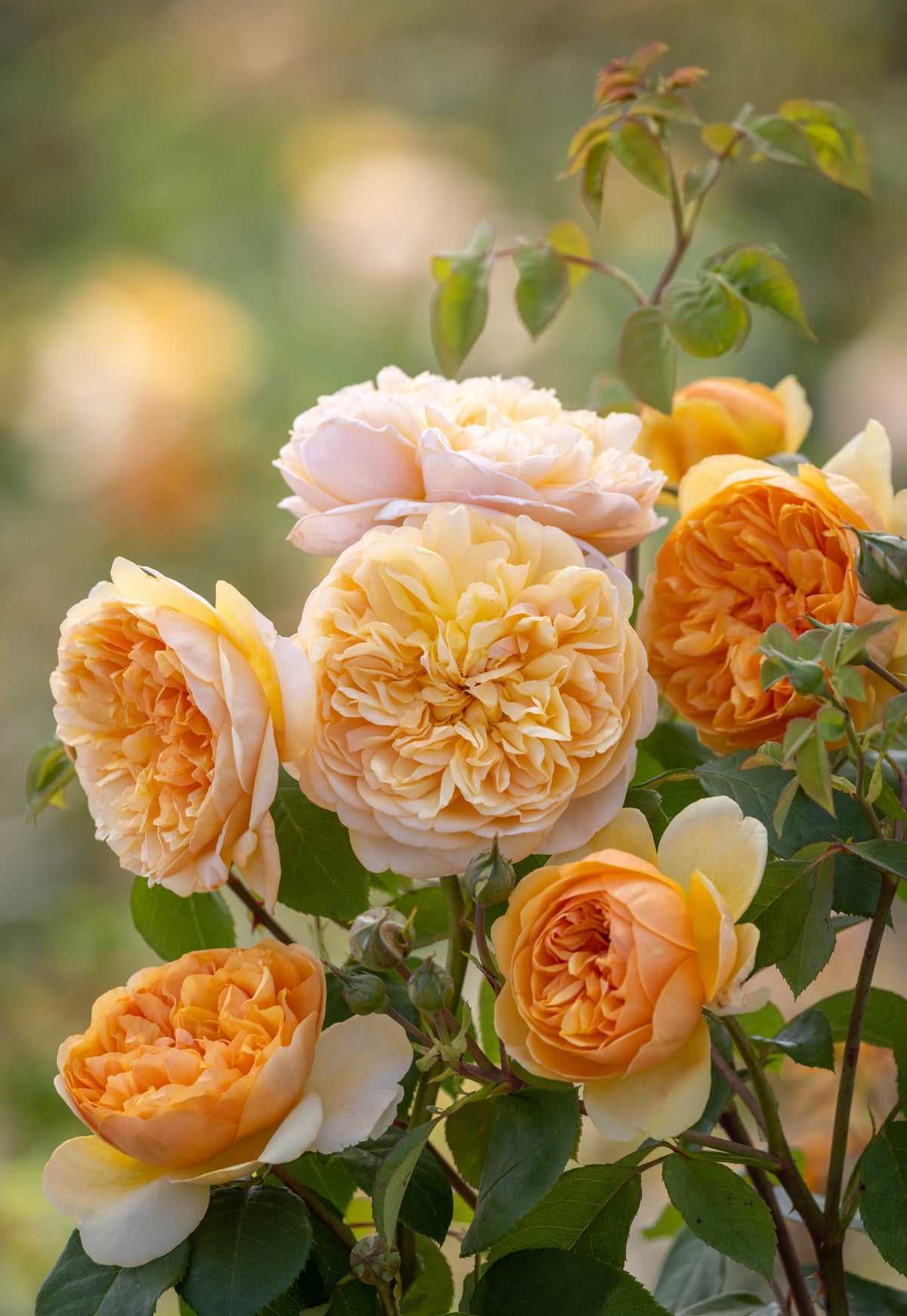 Quality Canadian Garden Plants | Coast Farms Roses, Bulbs & Perennials