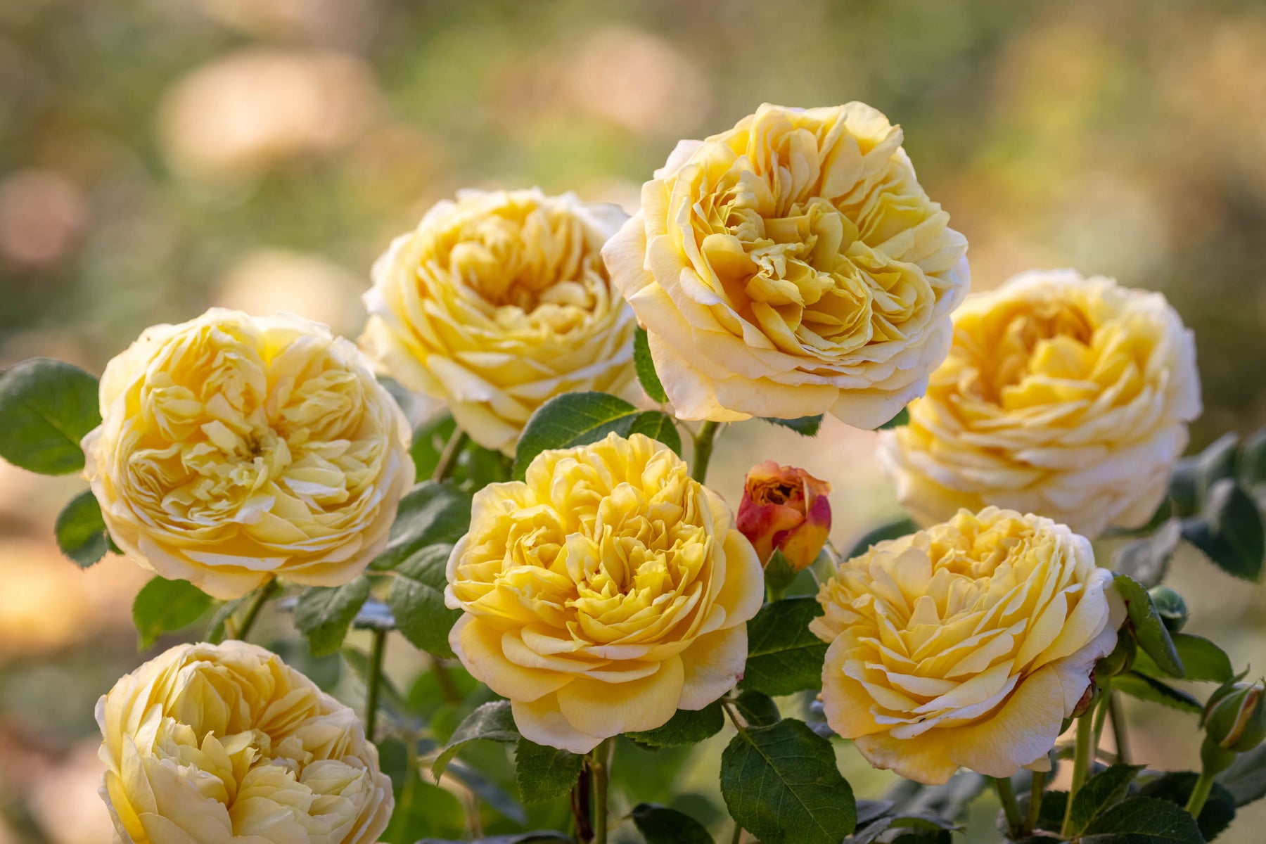 Quality Canadian Garden Plants | Coast Farms Roses, Bulbs & Perennials