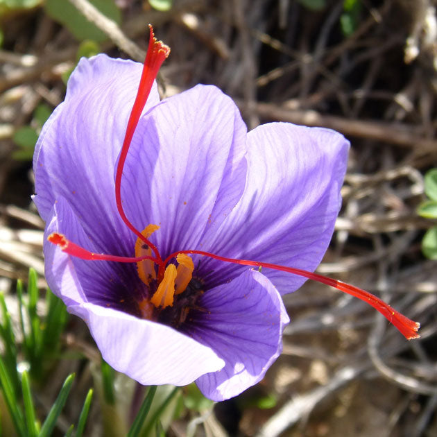 Crocus sativus (Fall Flowering) – Coast Farms
