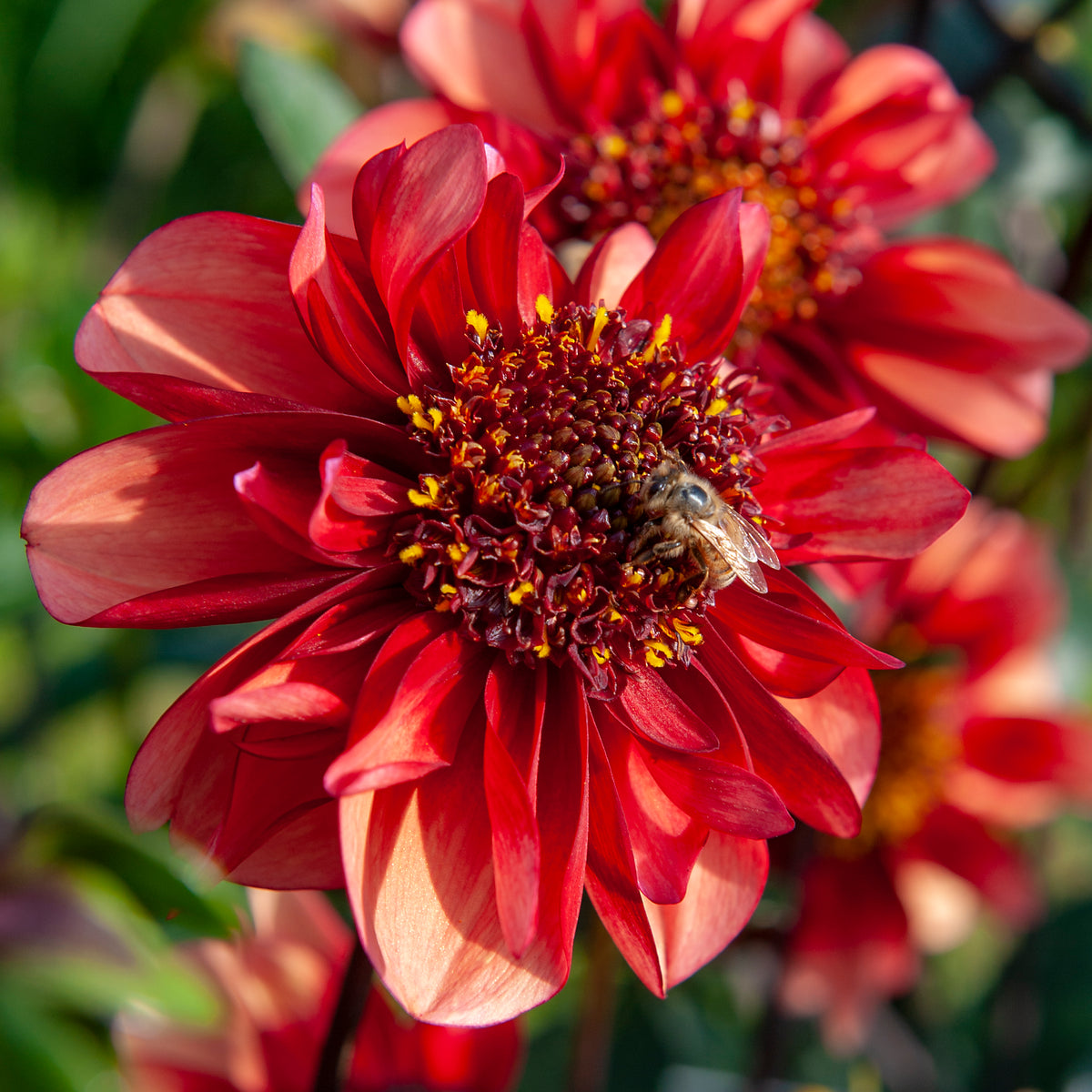 Dahlia Sarah Raven – Coast Farms