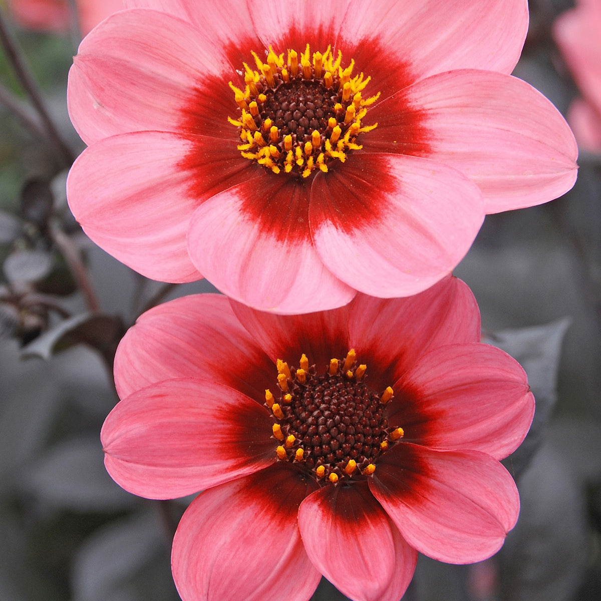 Dahlia Dahlegria Tricolore – Coast Farms