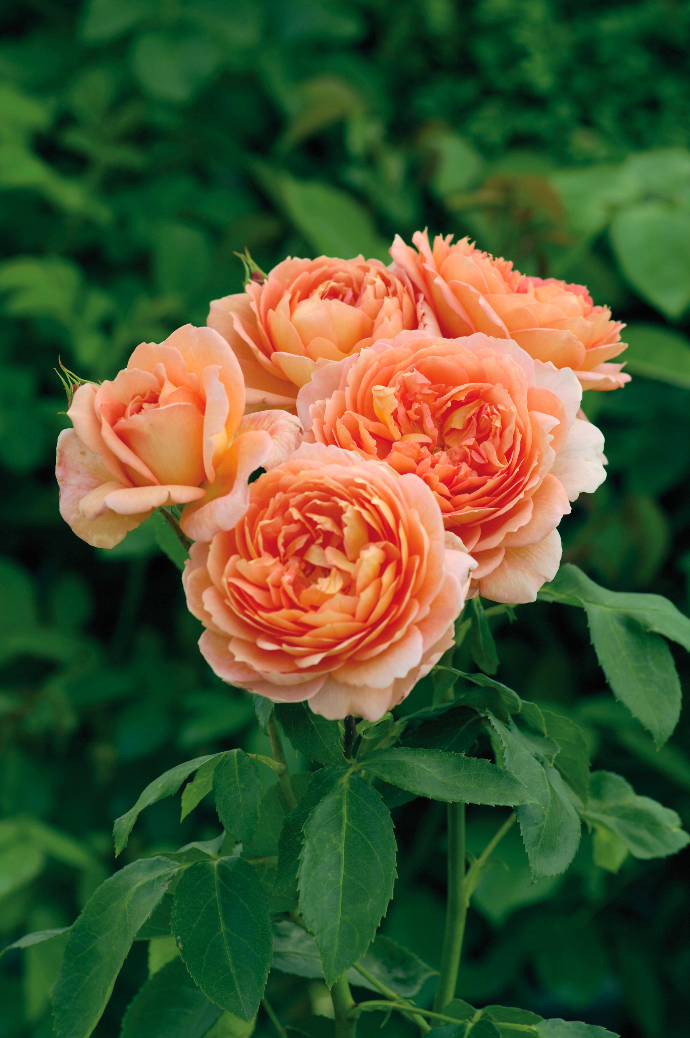 Shop – Coast Farms