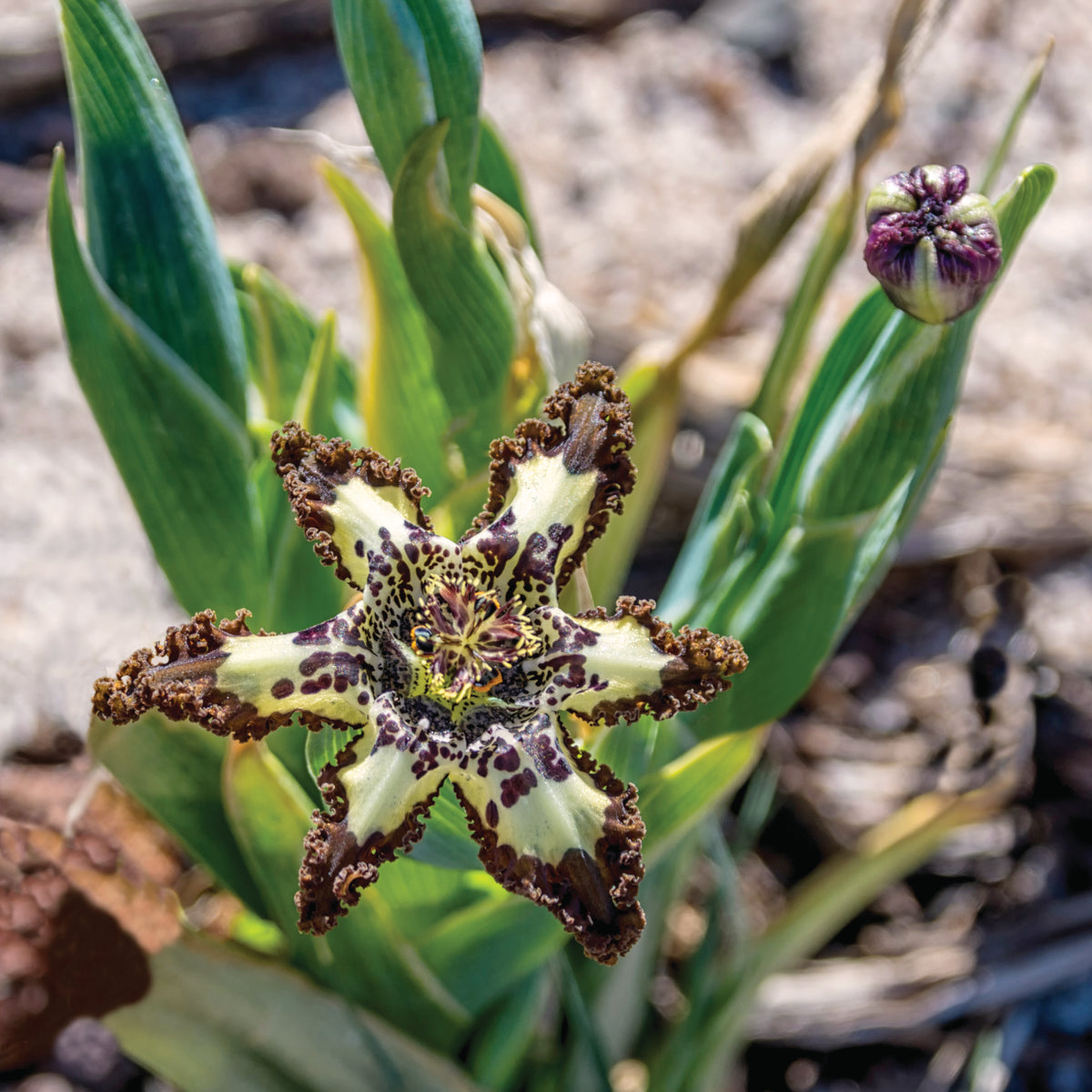 Ferraria crispa – Coast Farms