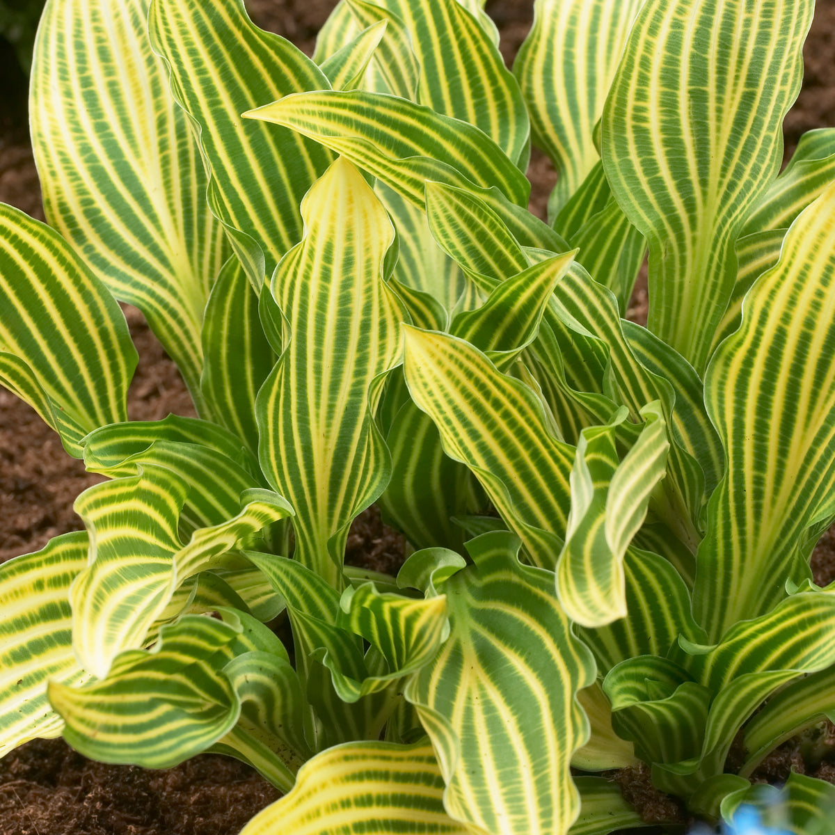 Hosta Siberian Tiger – Coast Farms