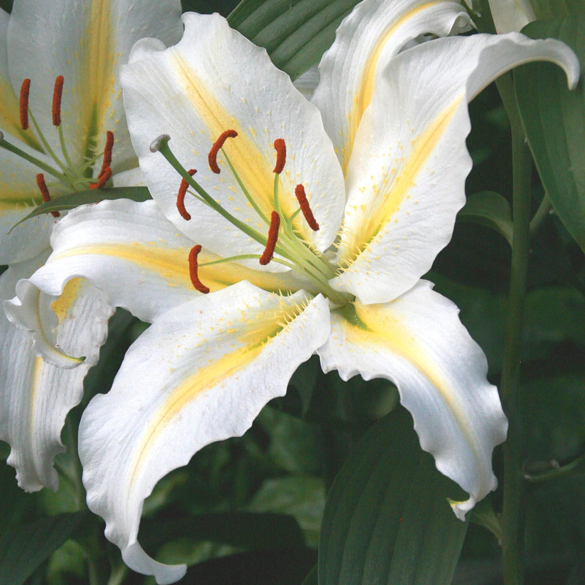 Lily Baferrari – Coast Farms