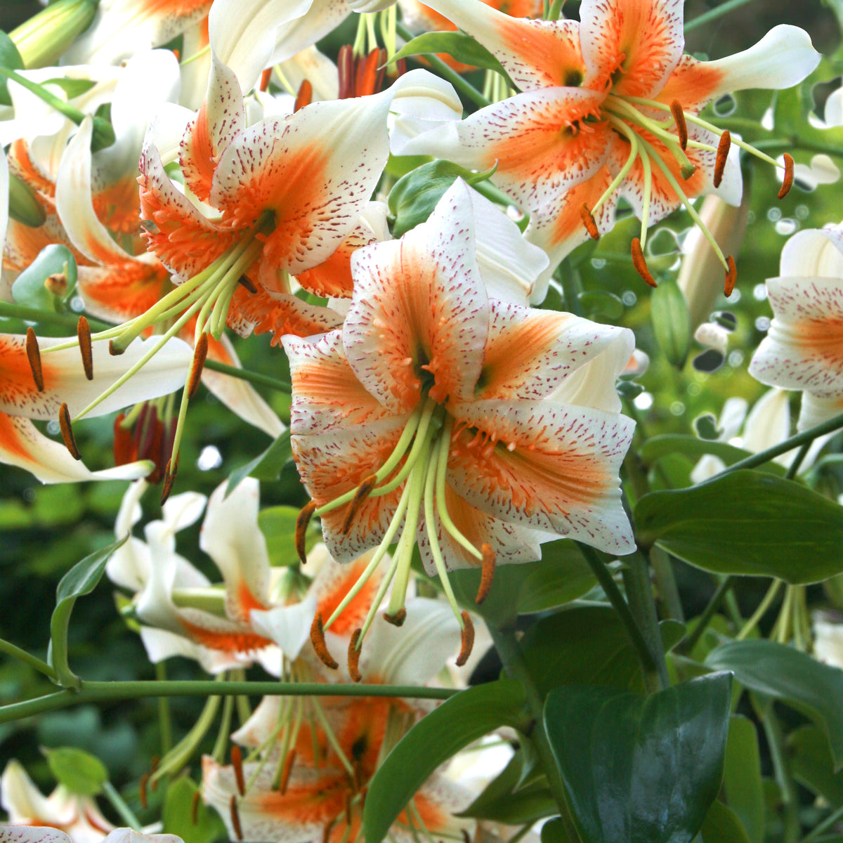 Lily Lady Alice – Coast Farms