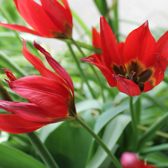 Tulip Lizzy – Coast Farms
