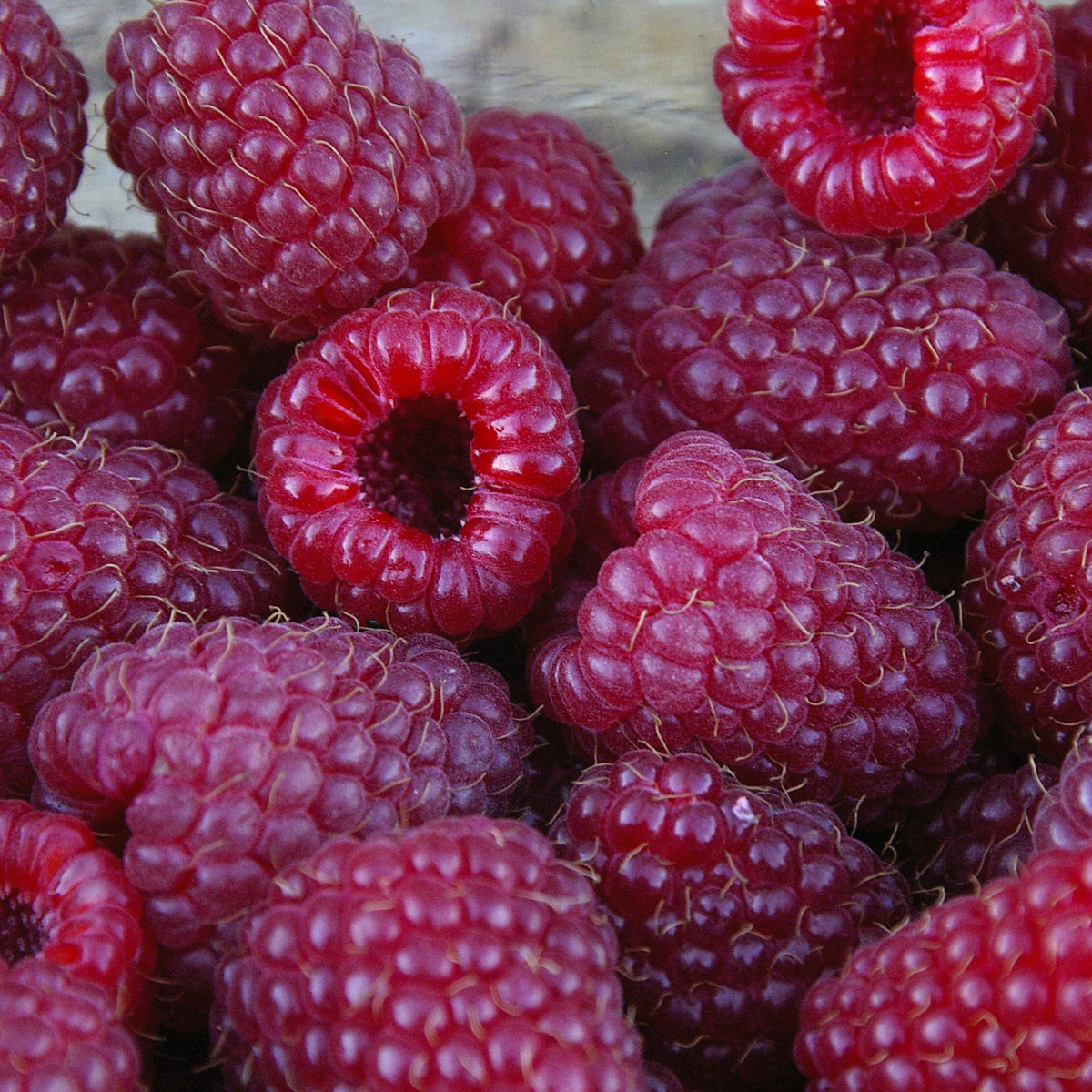 Loganberry – Coast Farms
