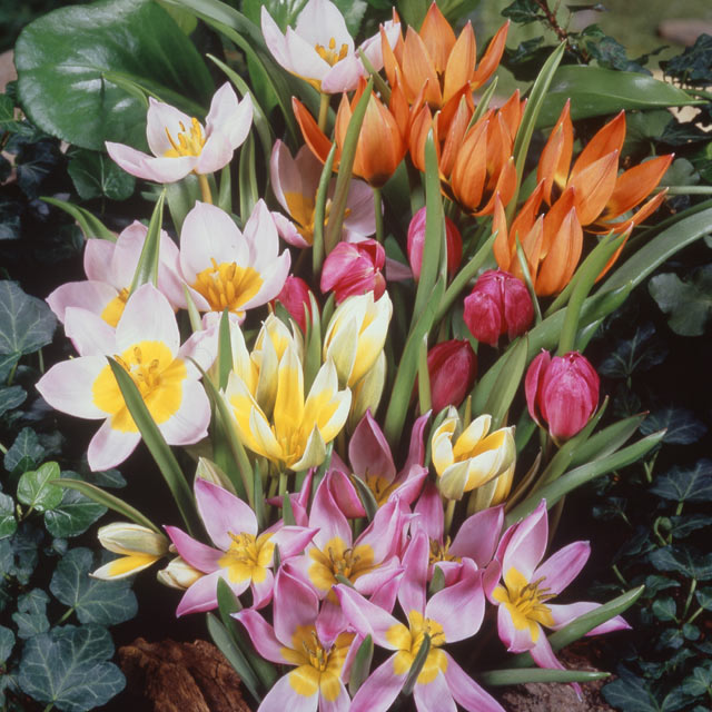 Tulip Botanical Mix – Coast Farms