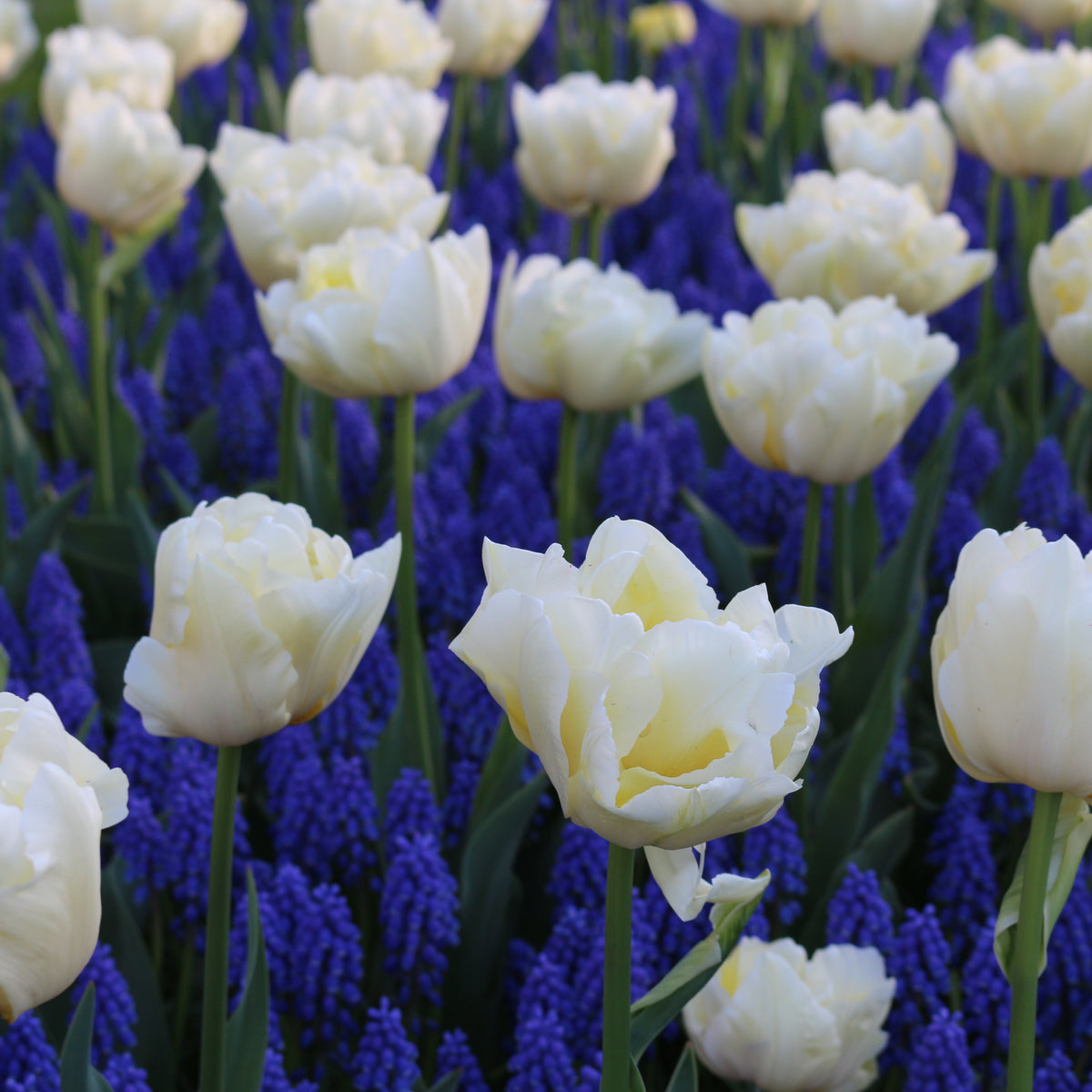 Tulip Verona – Coast Farms