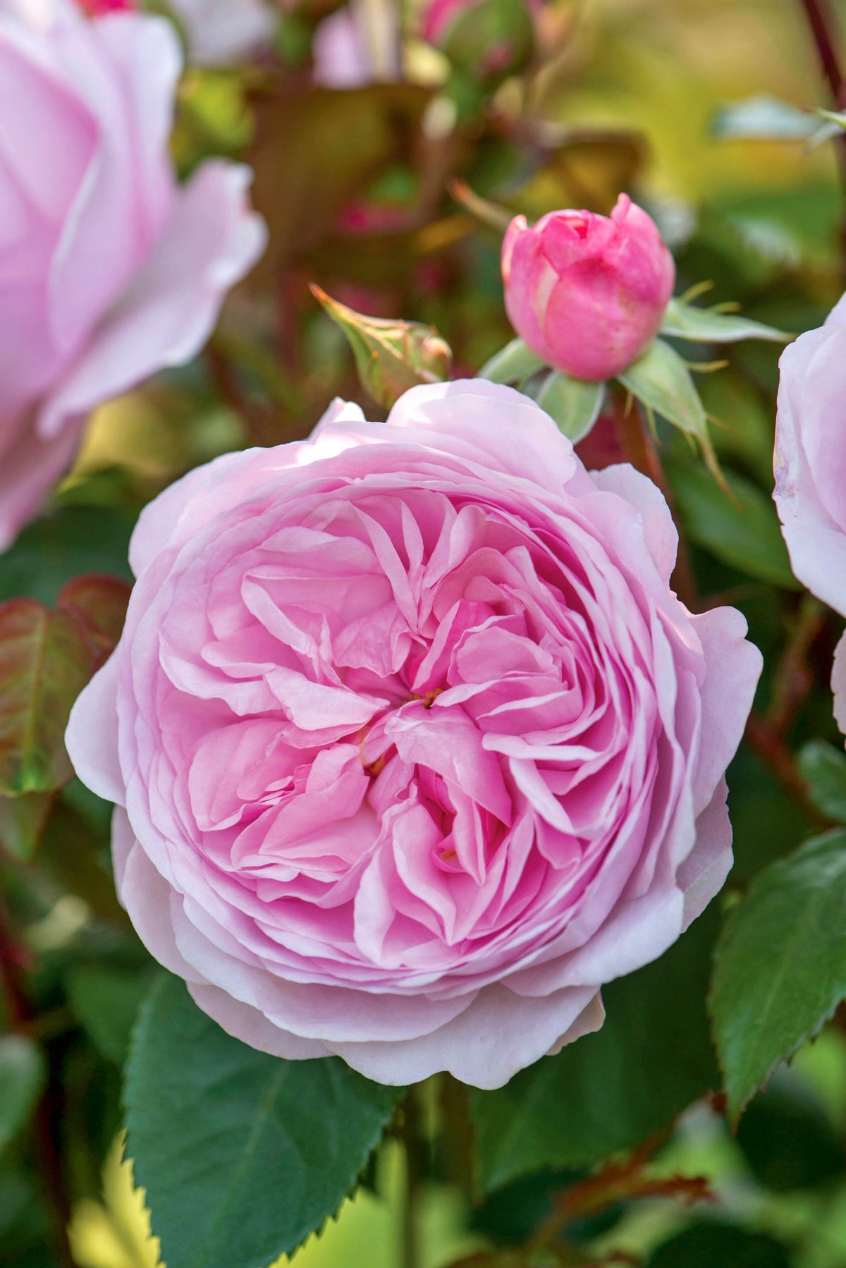 English Roses by David Austin | Premium Bare Root Roses Canada – Coast ...