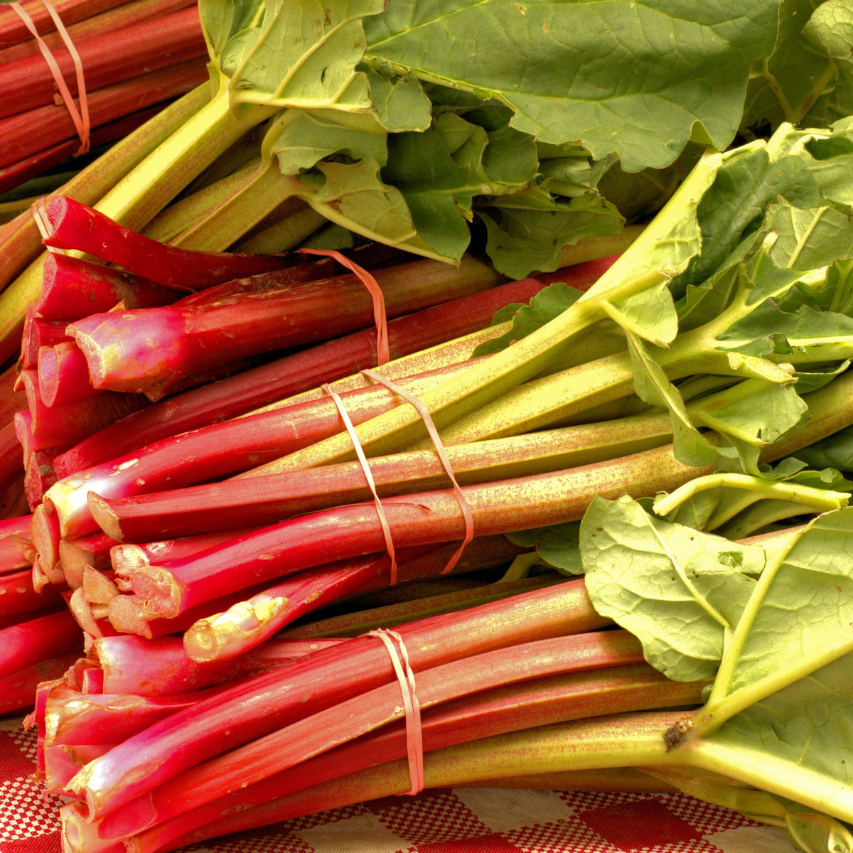 Rhubarb Canada Red – Coast Farms