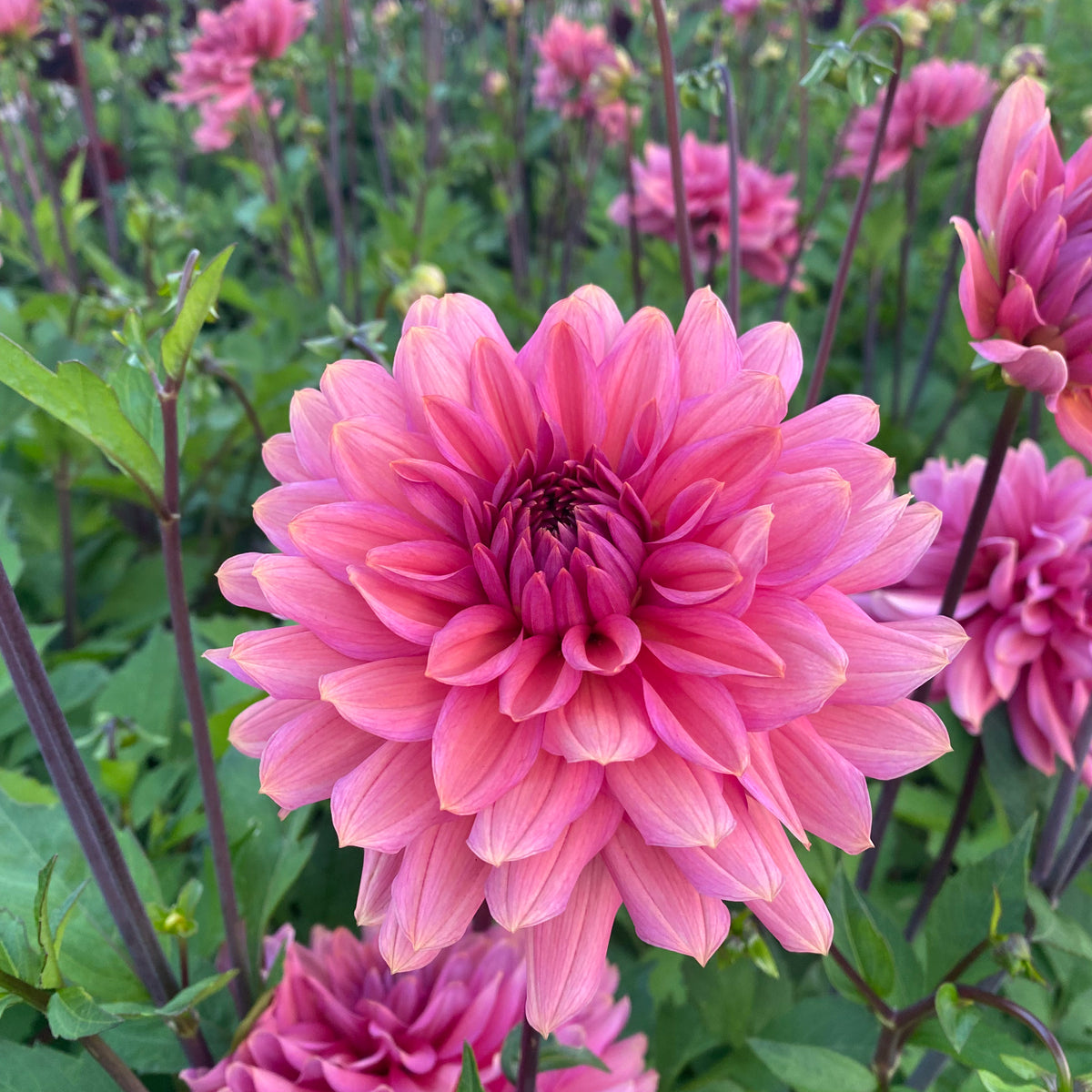 Dahlia Salmon Runner – Coast Farms