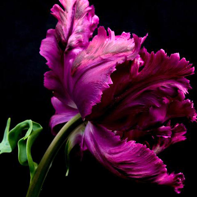 Tulip Secret Parrot – Coast Farms