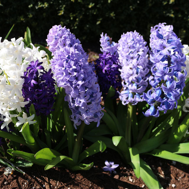 Hyacinth Sky Blue Mix – Coast Farms