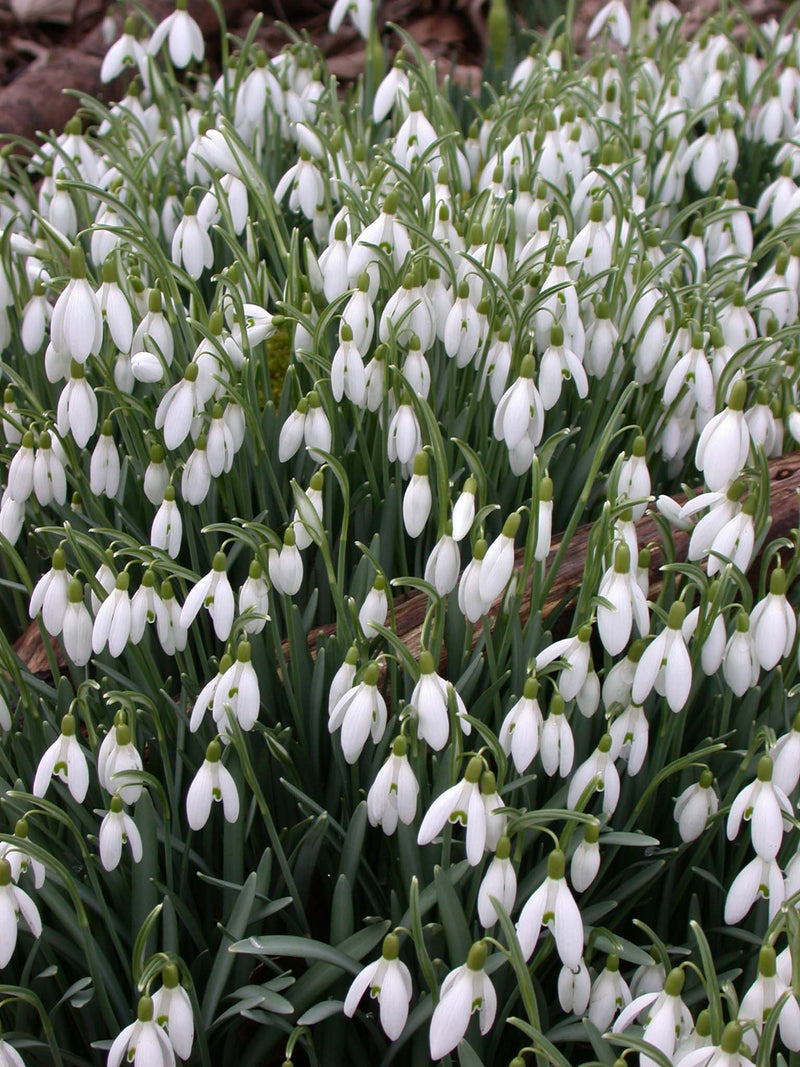 How to Plant Galanthus (Snowdrop) Bulbs – Coast Farms