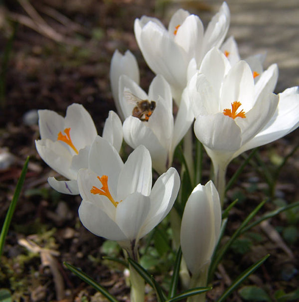 How to Plant Crocus Bulbs – Coast Farms