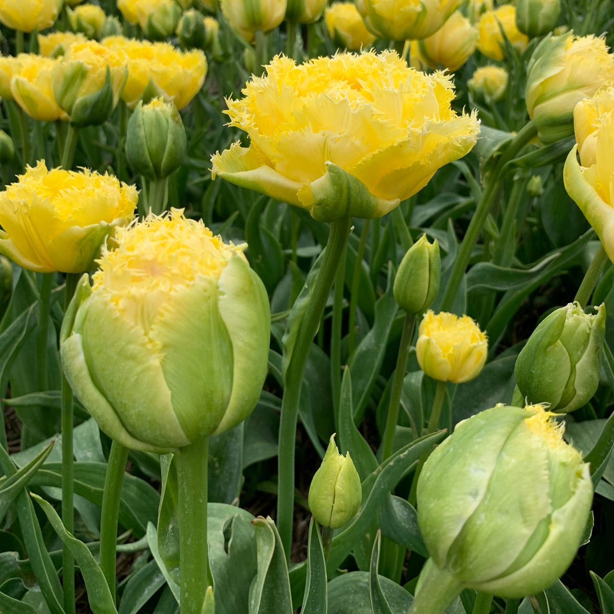 Tulip Lemon Shoot – Coast Farms