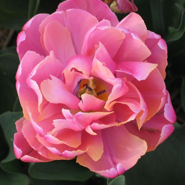 Tulip Pink Star – Coast Farms