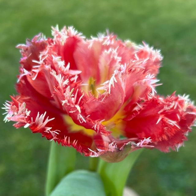 Tulip Qatar – Coast Farms