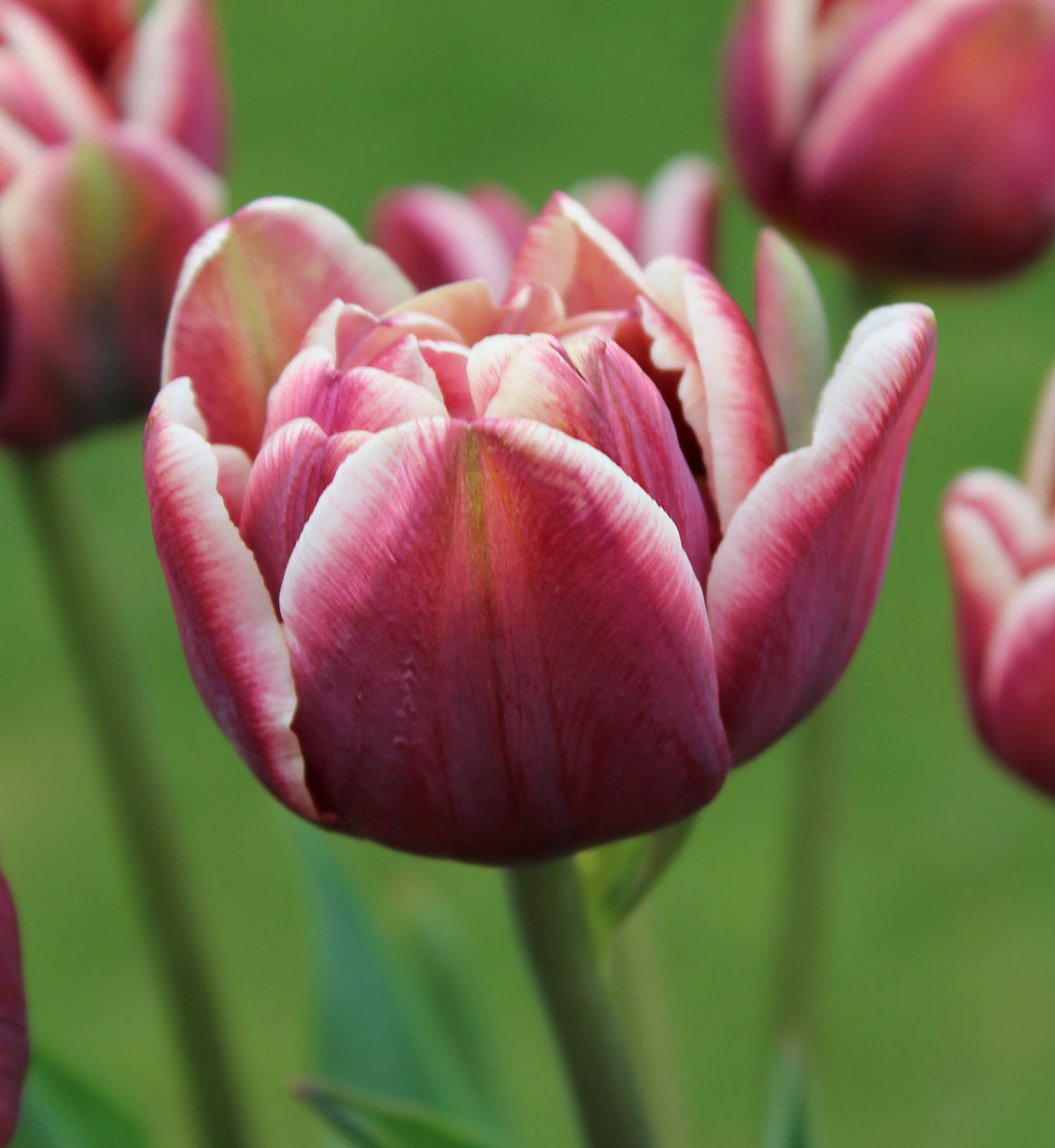 How to Plant Tulip Bulbs – Coast Farms