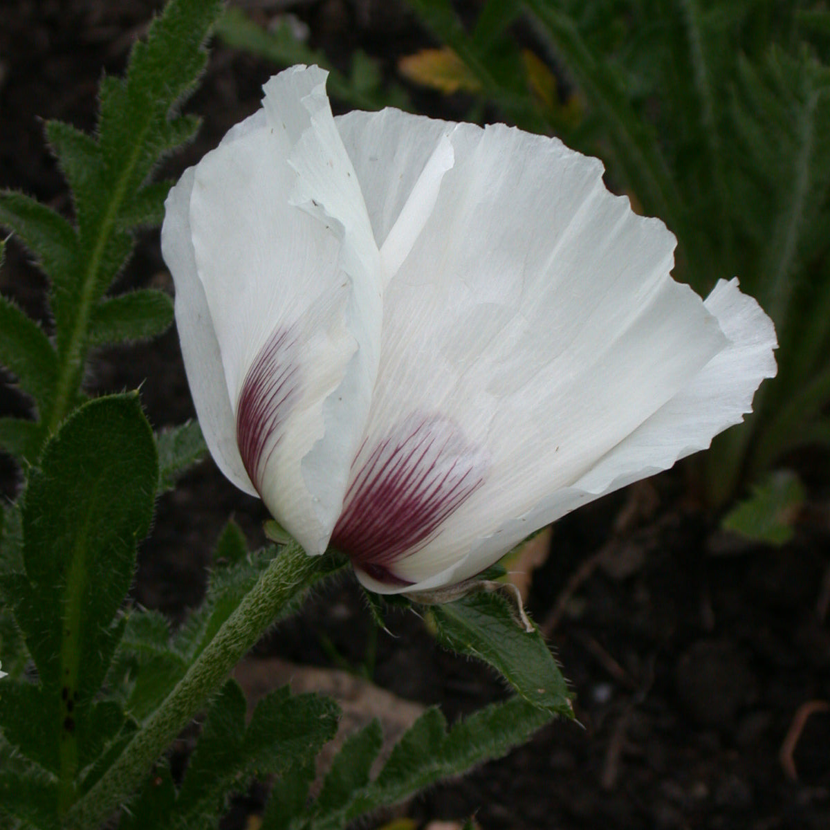 Papaver Perry's White – Coast Farms