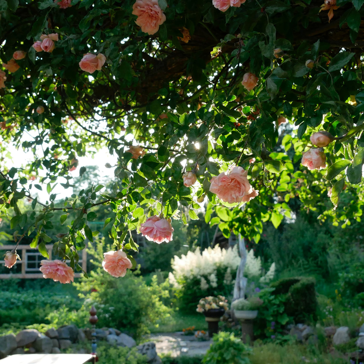 How to Plant Calla Lilies in BC & Coastal Climates – Coast Farms