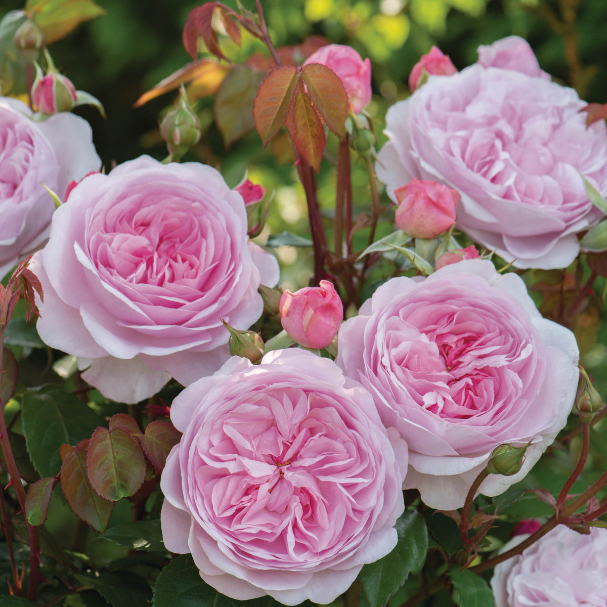 Olivia Rose Austin | David Austin Pink English Shrub Rose – Coast Farms