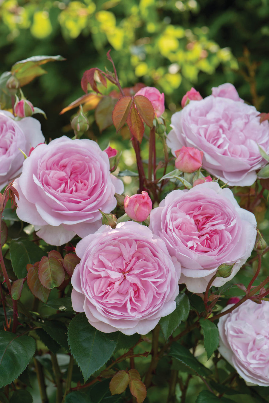 English Roses by David Austin | Premium Bare Root Roses Canada – Coast ...